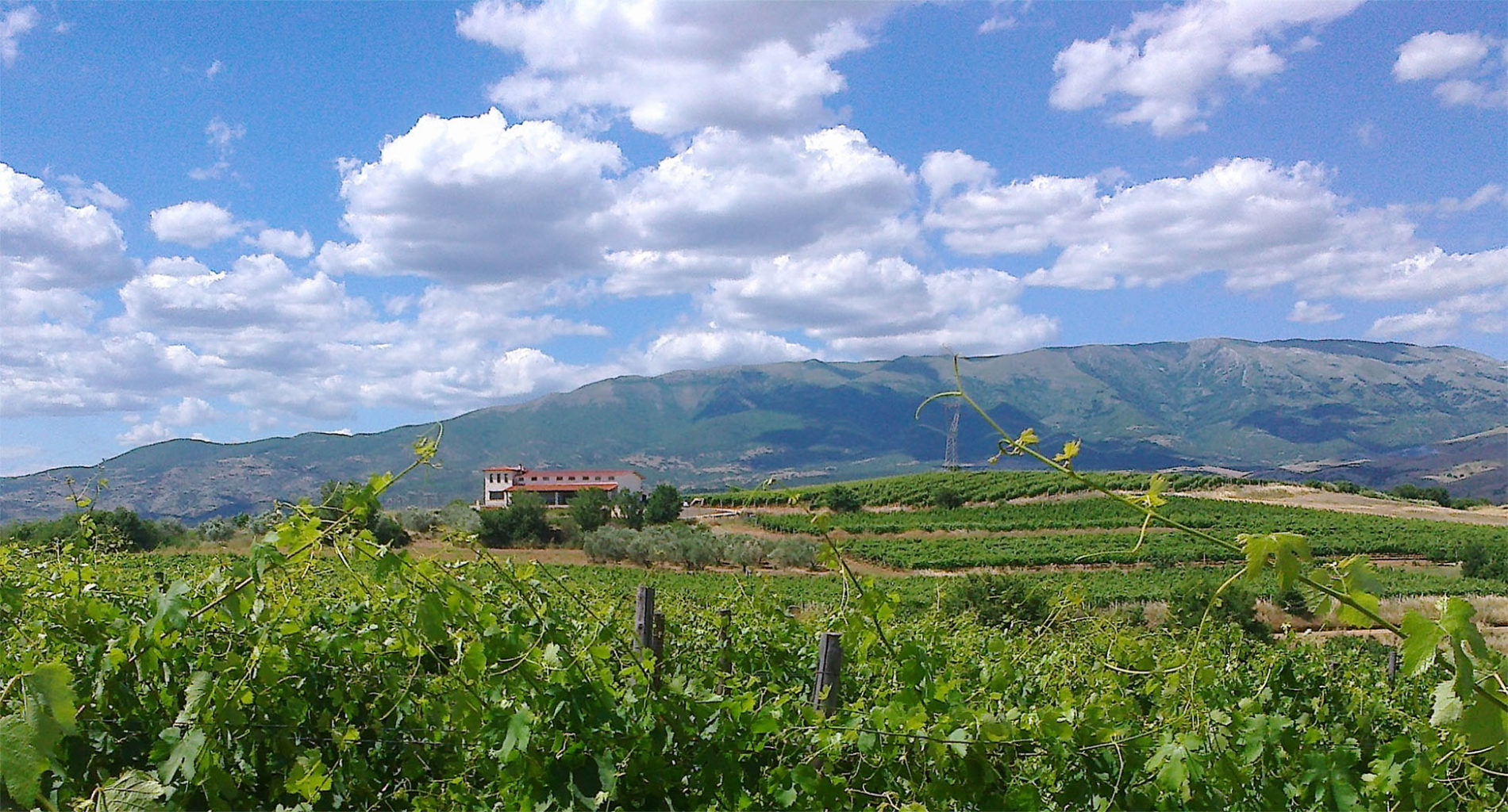 GREEK REVIVAL: The New Greek Wine Culture - WONDERLUST