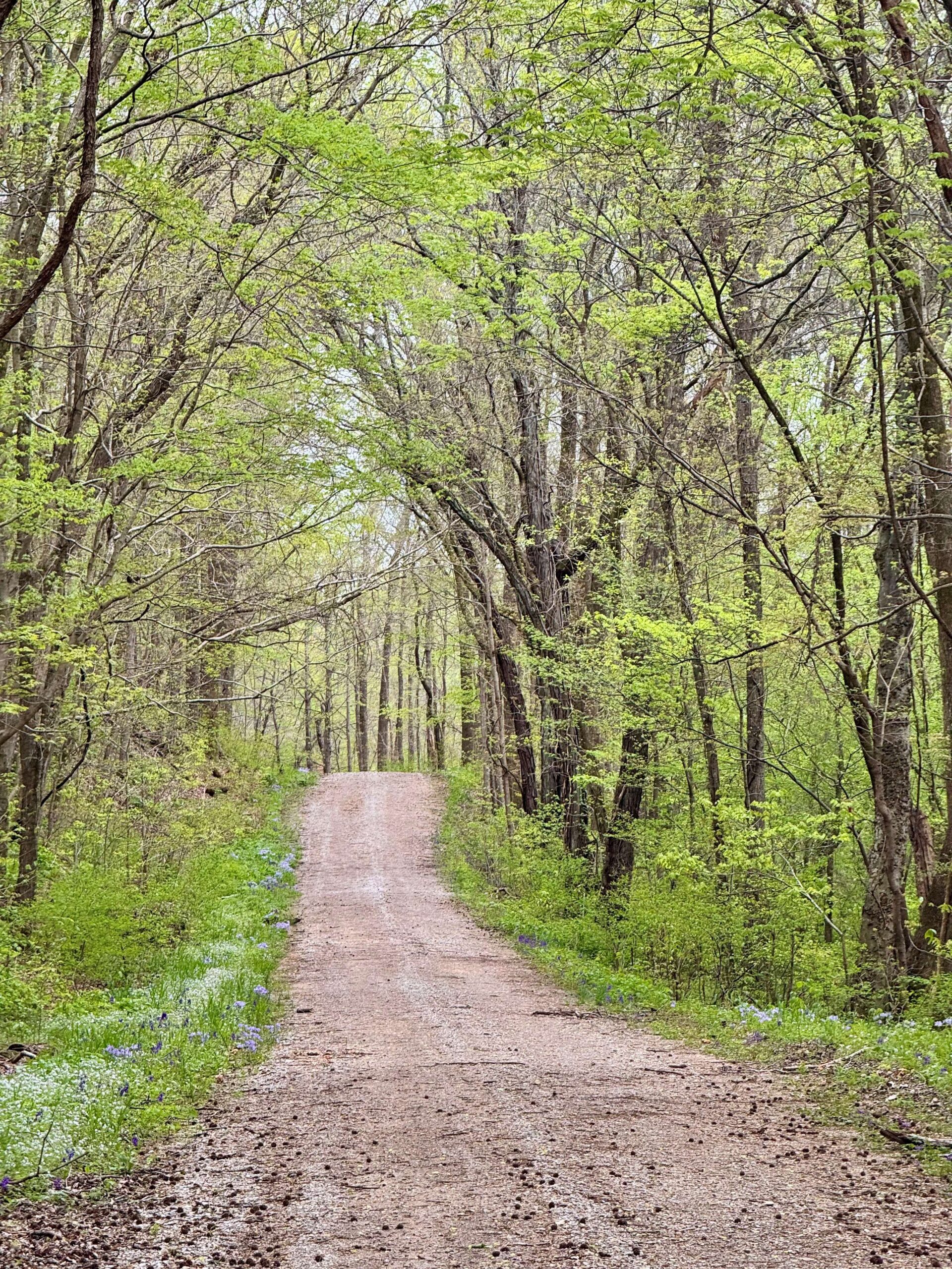 Snake Road is Exactly What You Think It is - a Road Full of Snakes ...