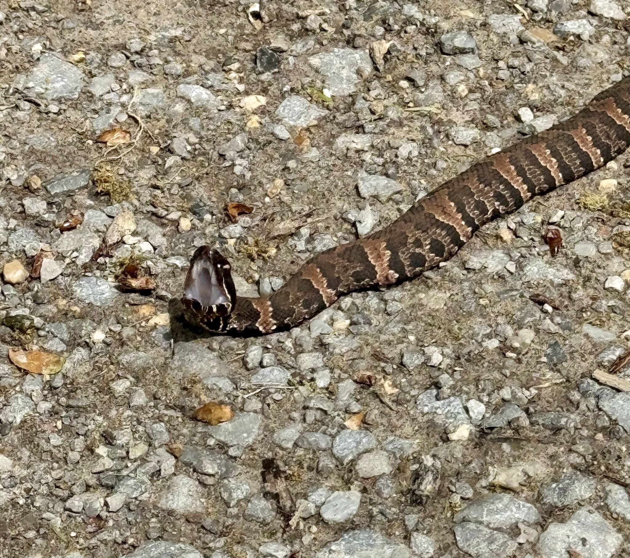 Snake Road is Exactly What You Think It is - a Road Full of Snakes ...